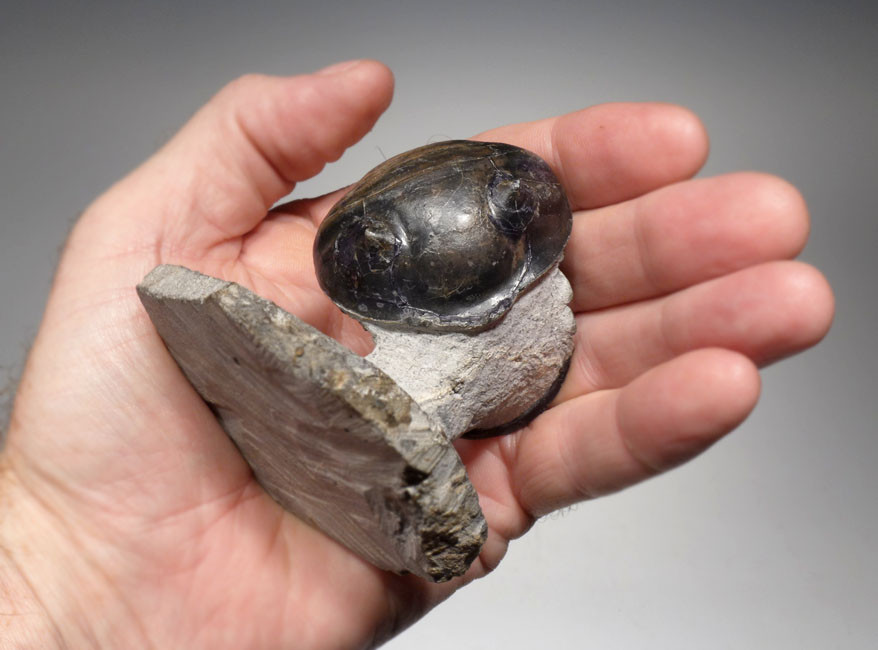 PARAHOMALONOTUS TRILOBITE DEVONIAN LARGEST