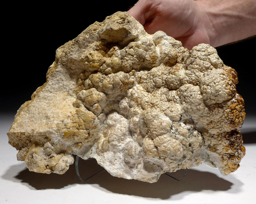 FASCINATING LARGE NATURAL FOSSIL STROMATOLITE BACTERIA COLONY FROM A ...