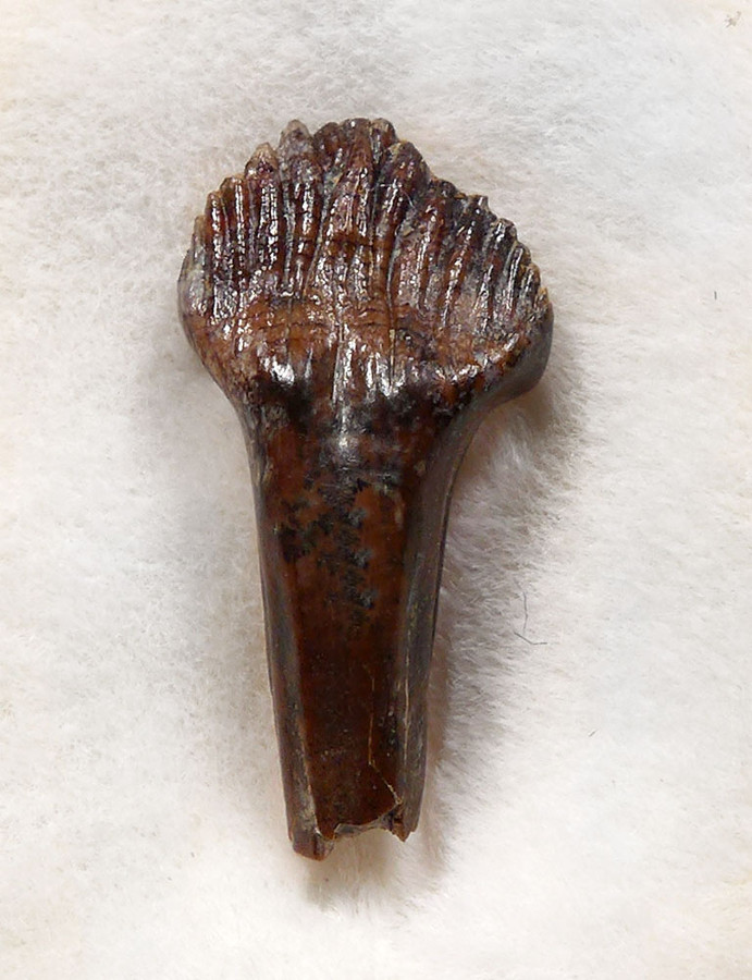THESCELOSAURUS TOOTH TEETH FOSSILS FOR SALE