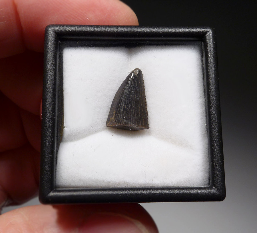 PARTIAL BABY TYRANNOSAURUS T REX TOOTH WITH THE FINEST PRESERVATION ...