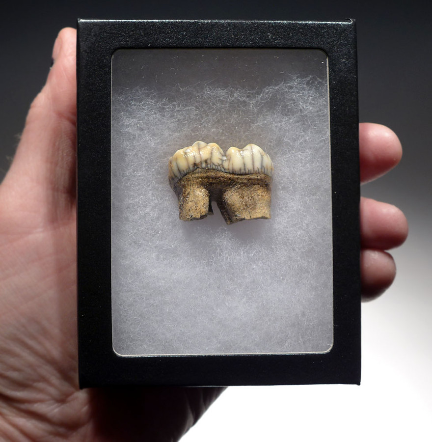 LARGE URSUS SPELAEUS CAVE BEAR FOSSIL MOLAR TOOTH FROM ROMANIA *LM40 ...
