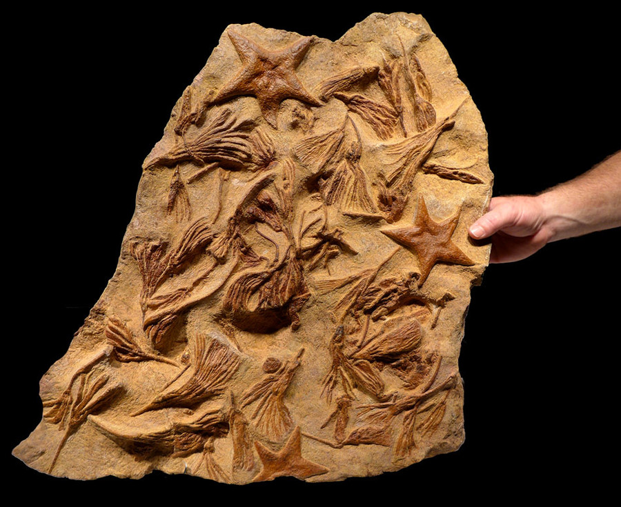 LARGE INTERIOR ACCENT FOSSIL DESIGNER FOSSILS