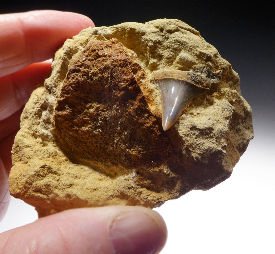 MATRIX FOSSIL MAKO SHARK TOOTH ISURUS HASTALIS WITH BONE FROM ...