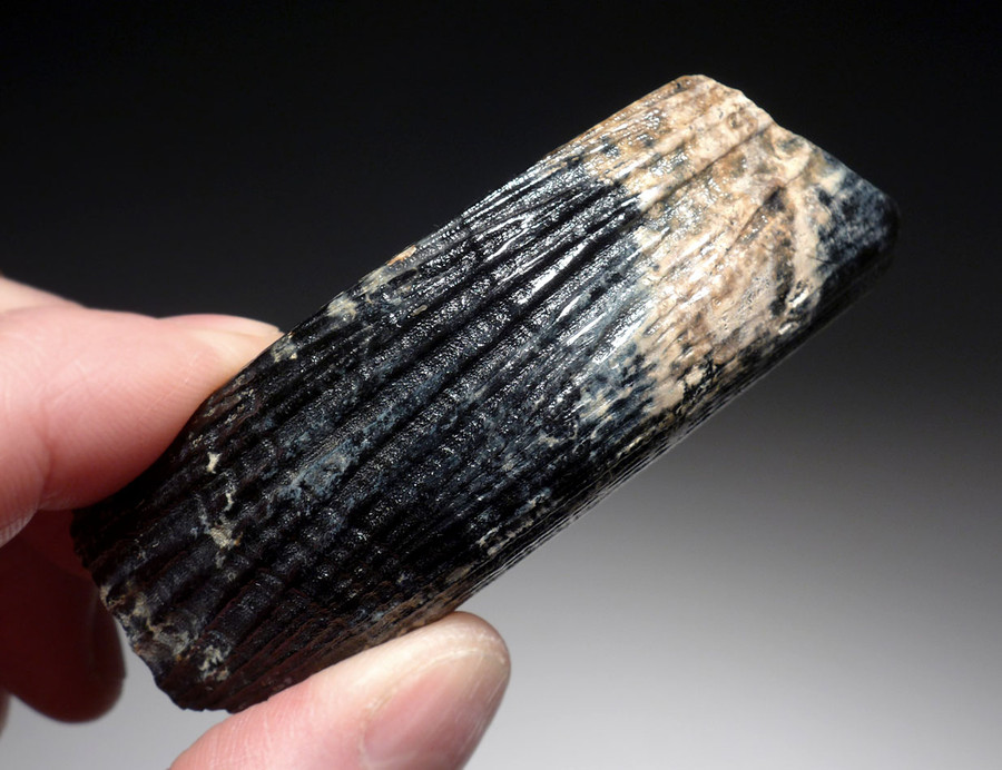 MOST BEAUTIFUL LARGE FOSSIL TUSK INCISOR OF AN EXTINCT CASTOROIDES ...