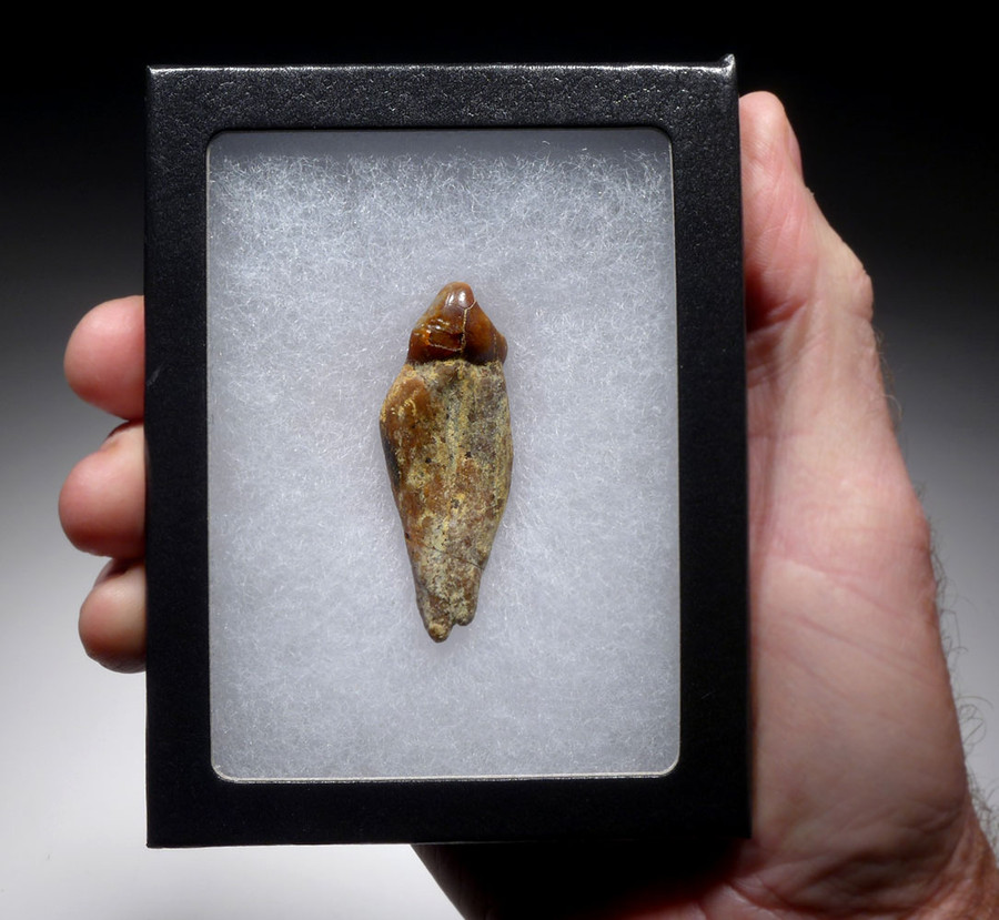 FOSSIL ALLODESMUS SEA LION LATERAL TOOTH WITH ROOT FROM SHARKTOOTH HILL ...