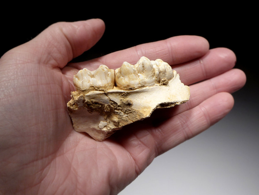 PARTIAL ICE AGE WILD BOAR CAVE FOSSIL MAXILLA WITH TEETH FROM A CAVE ...