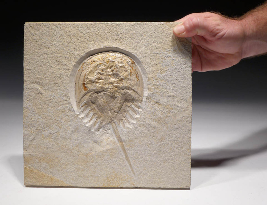 HORSESHOE CRAB FOSSIL SOLNHOFEN JURASSIC CRUSTACEAN FOSSILS