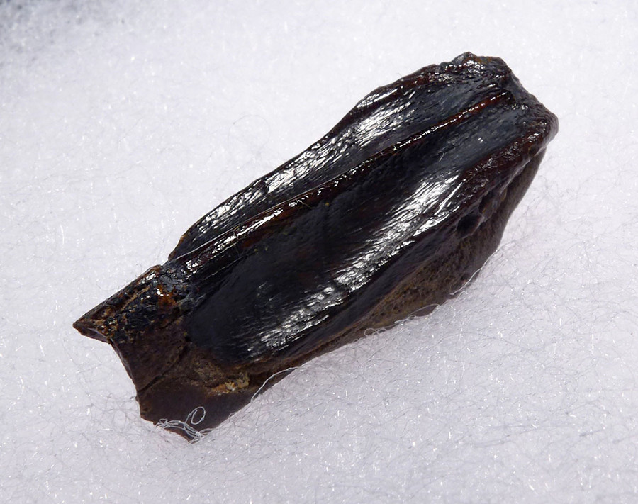 SUPREME LARGE FOSSIL DINOSAUR TOOTH OF AN EDMONTOSAURUS HADROSAUR *DT7 ...
