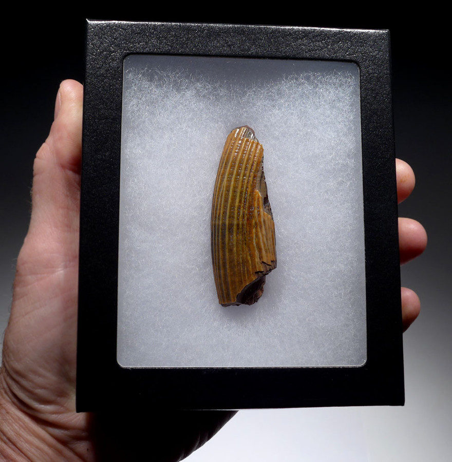 BEAUTIFUL PARTIAL GOLDEN FOSSIL TUSK INCISOR OF AN EXTINCT CASTOROIDES ...