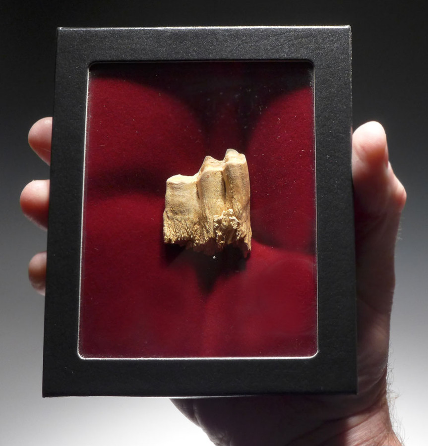 RARE PRIMARY FOSSIL MOLAR TOOTH OF AN ICE AGE CAPRA IBEX FROM EUROPE ...