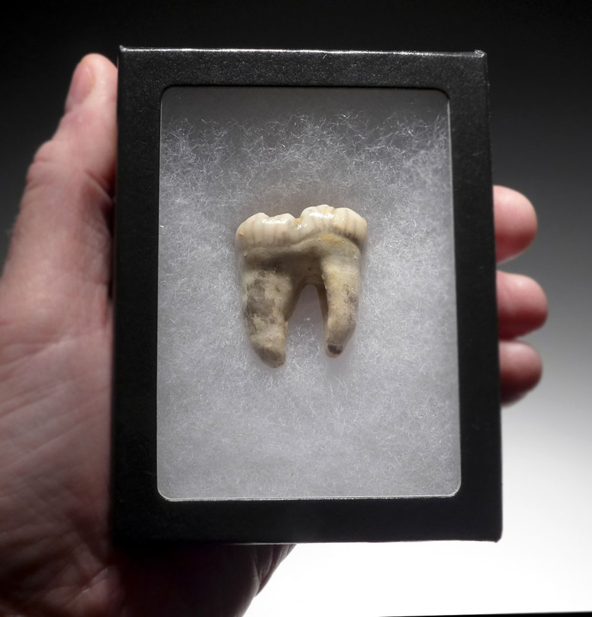 EXCEPTIONAL ARDENNES FOREST BELGIUM CAVE BEAR LARGE FOSSIL MOLAR TOOTH ...
