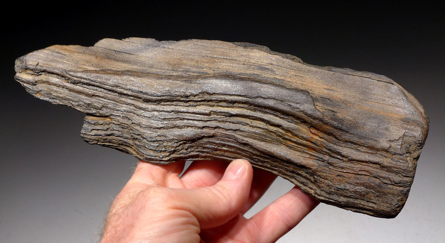 MEGALODON SHARK ERA LIFELIKE MIOCENE FOSSILIZED PETRIFIED WOOD FROM ...