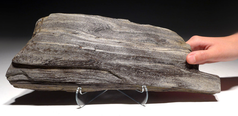 LIFELIKE PETRIFIED MIOCENE FOSSIL LOG WITH NATURAL DETAIL *PL149 - TIME ...