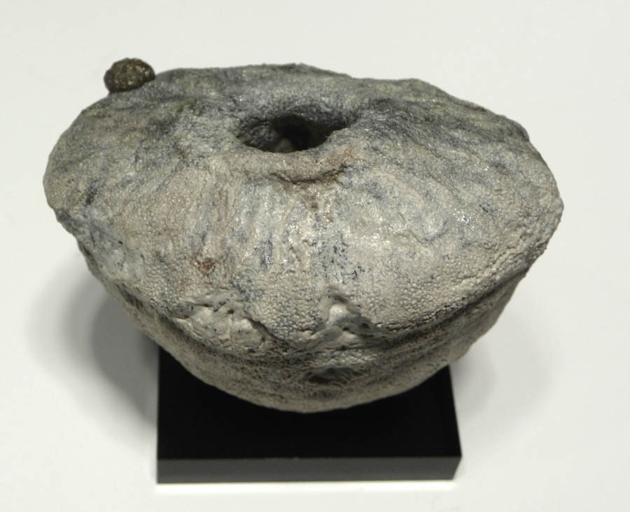 FOSSIL SPONGES SEA SPONGE PHYMATELLA FOSSILS PREHISTORIC MARINE ...