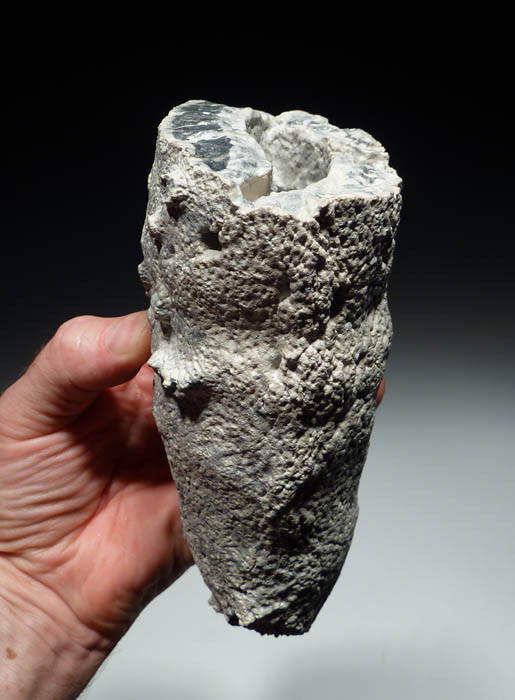 FOSSIL SPONGES SEA SPONGE PHYMATELLA FOSSILS PREHISTORIC MARINE ...