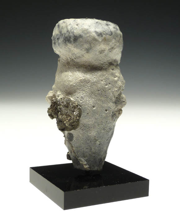 FOSSIL SPONGES SEA SPONGE PHYMATELLA FOSSILS PREHISTORIC MARINE ...