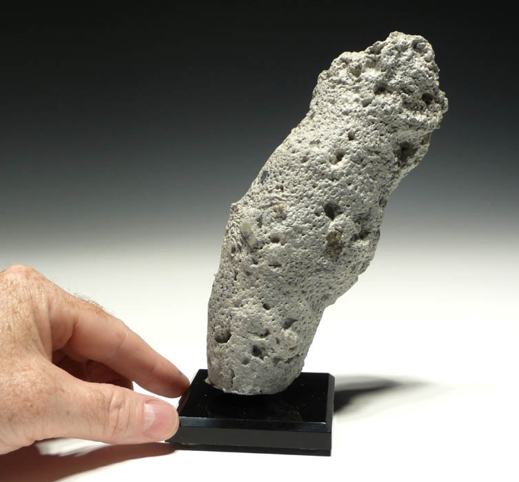 FOSSIL SPONGES SEA SPONGE PHYMATELLA FOSSILS PREHISTORIC MARINE ...