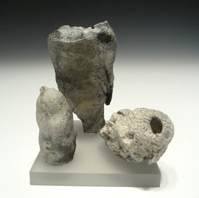 FOSSIL SPONGES SEA SPONGE FOSSILS PREHISTORIC MARINE INVERTEBRATES