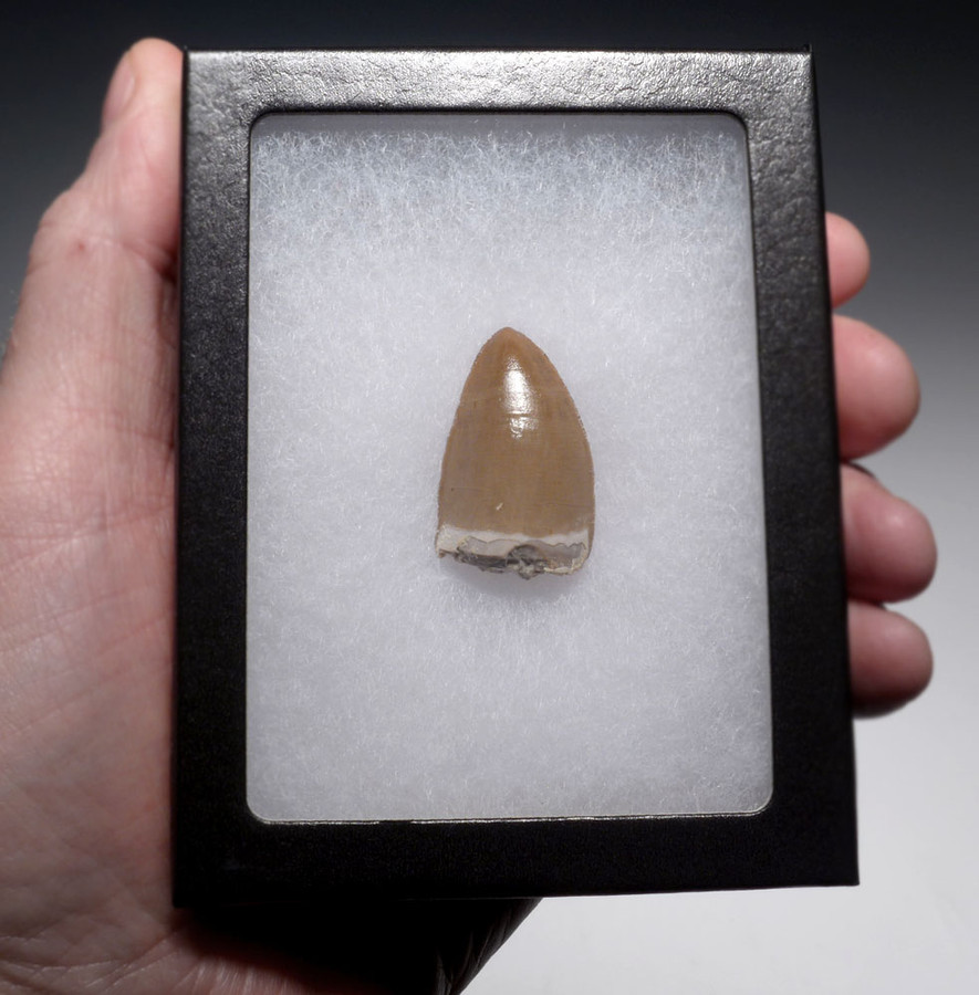 LARGEST AND BEST OF THE COLLECTION RUTIODON PHYTOSAUR TOOTH FROM ...