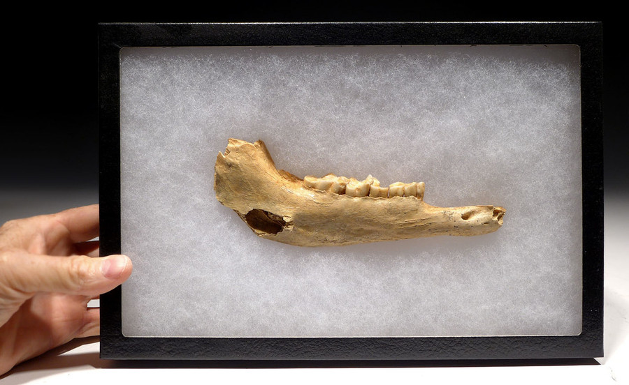 EXTREMELY RARE IBEX JAW MANDIBLE ICE AGE CAVE FOSSIL WITH COMPLETE ...