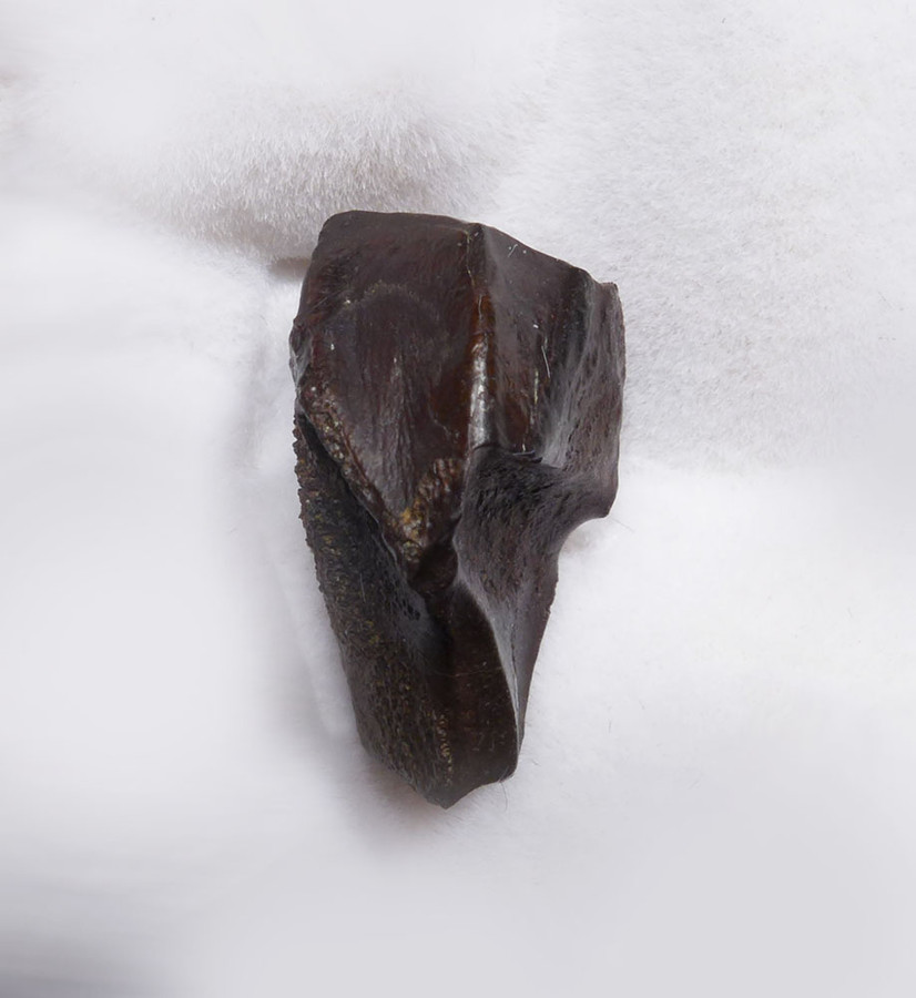 LARGE FOSSIL DINOSAUR TOOTH FROM AN EDMONTOSAURUS HADROSAUR *DT8-128 ...