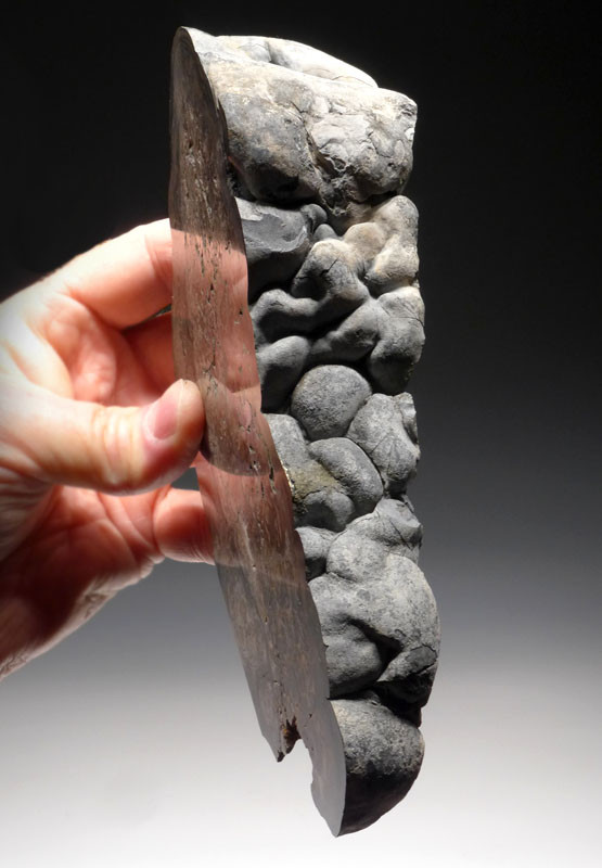 STROMATOLITE FOSSIL CYANOBACTERIA PERMIAN STROMATOLITES FOSSILS