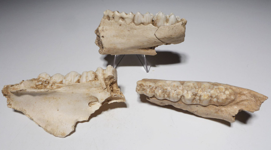 THREE ICE AGE WILD BOAR MAXILLA AND MANDIBLE CAVE FOSSILS FROM AN ...