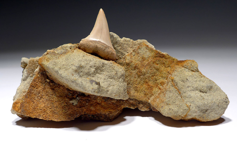 CALIFORNIA FOSSIL EXTINCT MAKO SHARK TOOTH ISURUS HASTALIS IN MATRIX ...