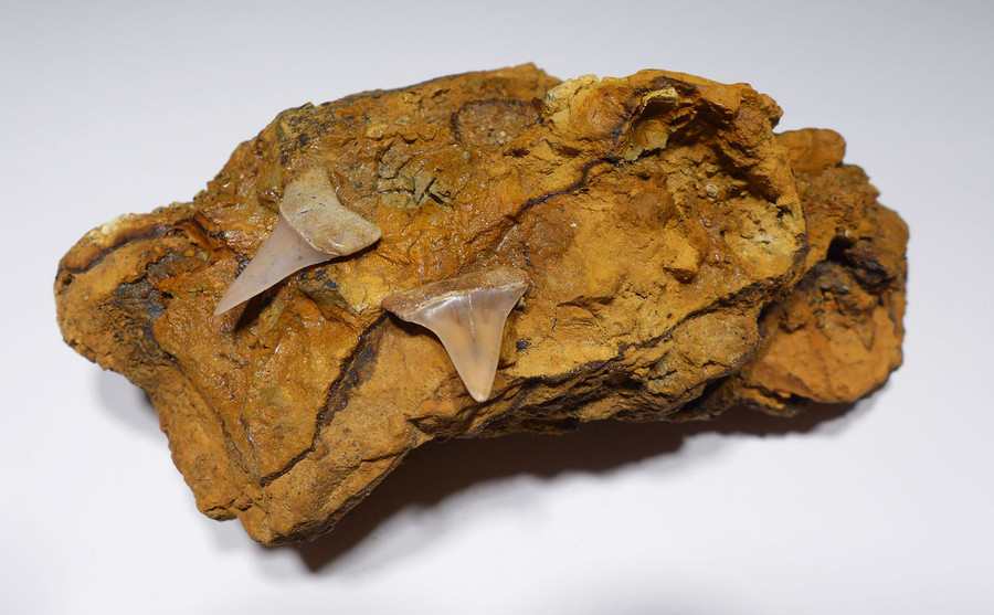 CALIFORNIA EXTINCT HASTALIS MAKO FOSSIL SHARK TEETH IN SHARKTOOTH HILL ...