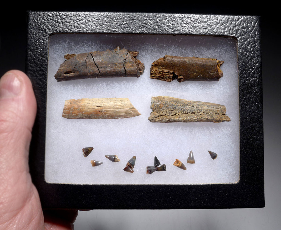 FOUR CRETACEOUS CHAMPSOSAURUS JAWS SECTIONS AND TEETH FROM HELL CREEK ...