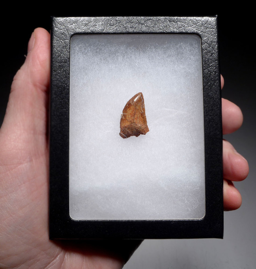 LATERAL DELTADROMEUS FOSSIL DINOSAUR TOOTH *DTX52 - TIME VAULT GALLERY