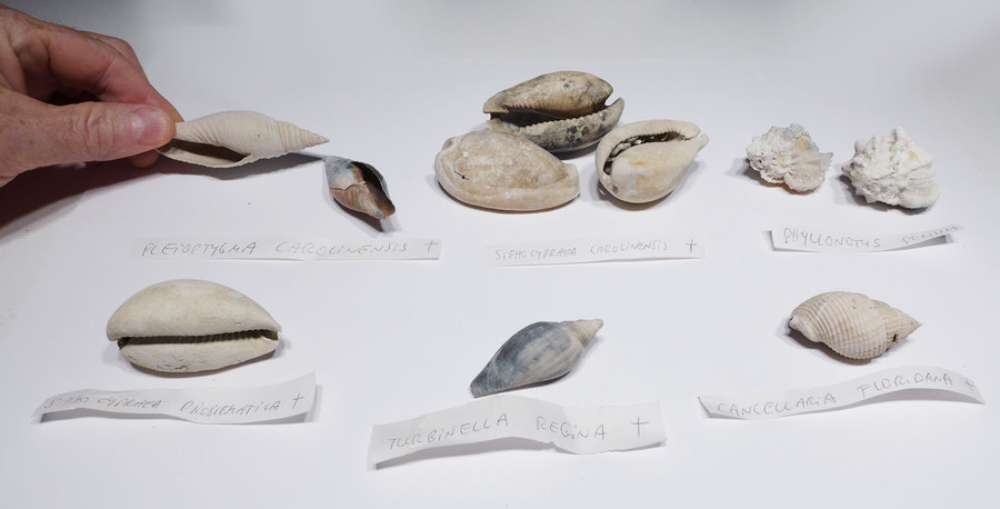 COLLECTION OF 10 SUPREME PLIOCENE FOSSIL GASTROPOD SEA SNAIL SHELLS OF ...