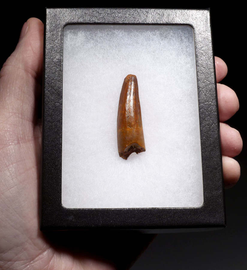 DINOSAUR TEETH