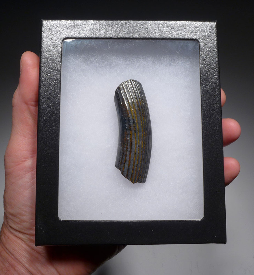 FINEST STUNNING FOSSIL GIANT BEAVER BLACK AND GOLD INCISOR TUSK OF AN ...