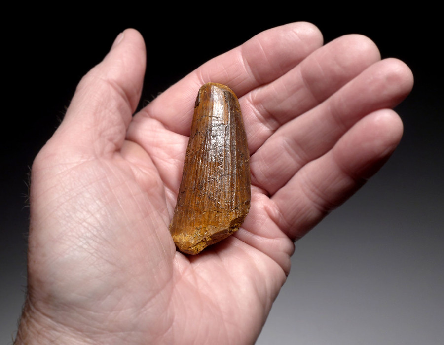 FAT AND LARGE CHOICE UNBROKEN 2.65 INCH FOSSIL SPINOSAURUS TOOTH FROM A ...