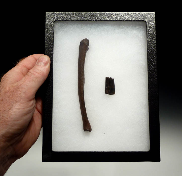 ULTRA-RARE PLIOCENE ANTELOPE FOSSIL LIMB BONE AND MOLAR TOOTH OF ...