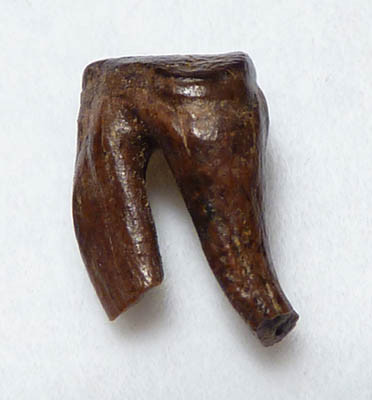 DINOSAUR-ERA MESOZOIC MARSUPIAL MAMMAL FOSSIL DIDELPHODON PRE-MOLAR ...