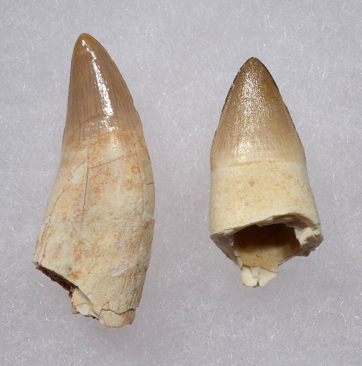 TWO FOSSIL DYROSAURUS TEETH WITH ROOTS FROM AN EOCENE CROCODILIE LIKE ...