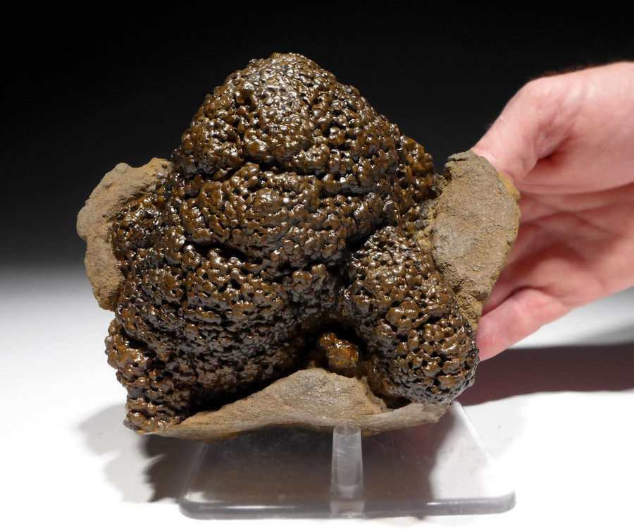 MUSEUM-CLASS LARGE PERMIAN CYANOBACTERIA FOSSIL STROMATOLITE COLONY IN ...