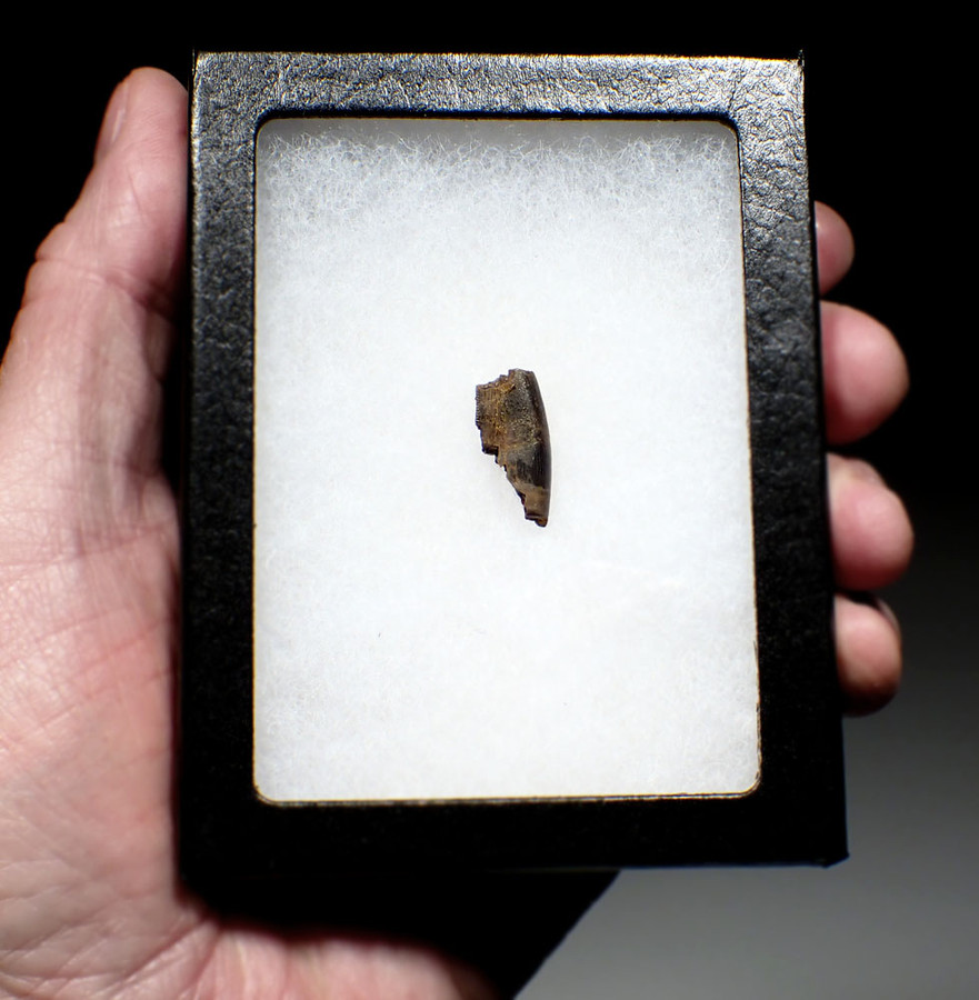 JUVENILE TYRANNOSAURUS T REX FOSSIL DINOSAUR TOOTH FRAGMENT *DT18-154 ...