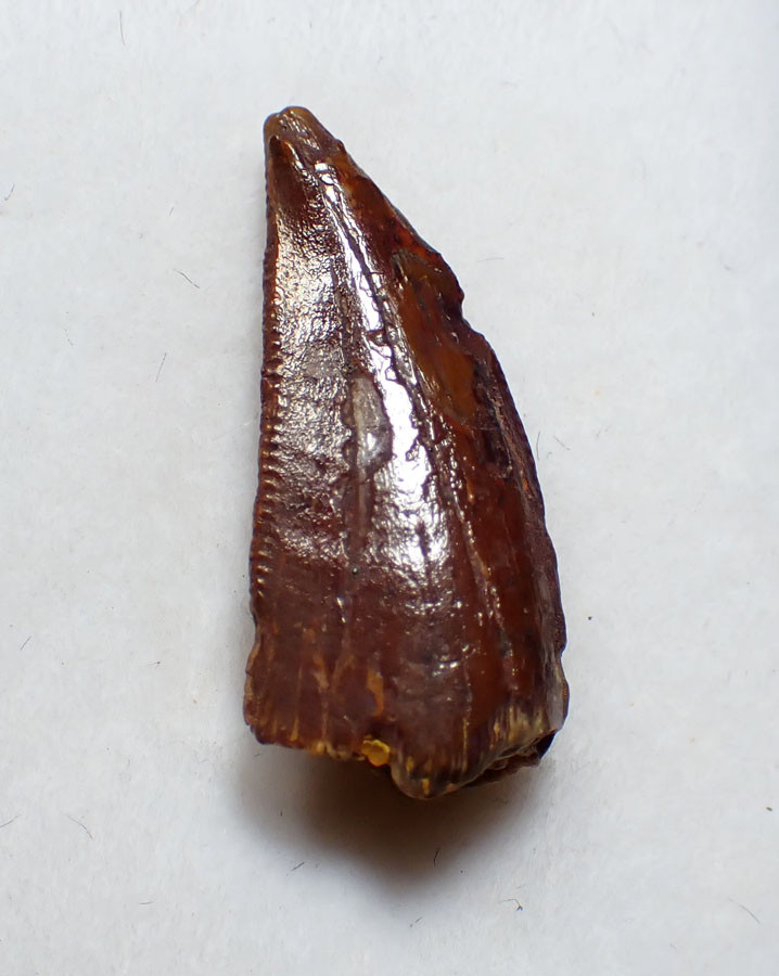 LARGE FOSSIL RAPTOR DINOSAUR TOOTH FROM A DROMAEOSAUR *DT6-354 - TIME ...