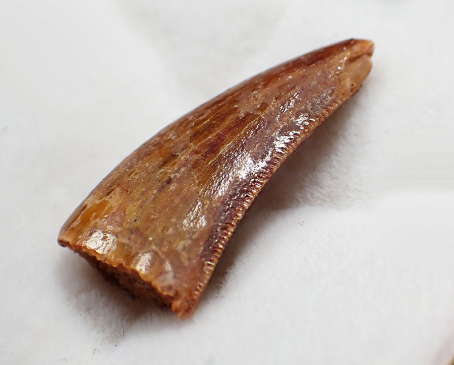 LARGE FOSSIL RAPTOR DINOSAUR TOOTH FROM A DROMAEOSAUR *DT6-359 - TIME ...