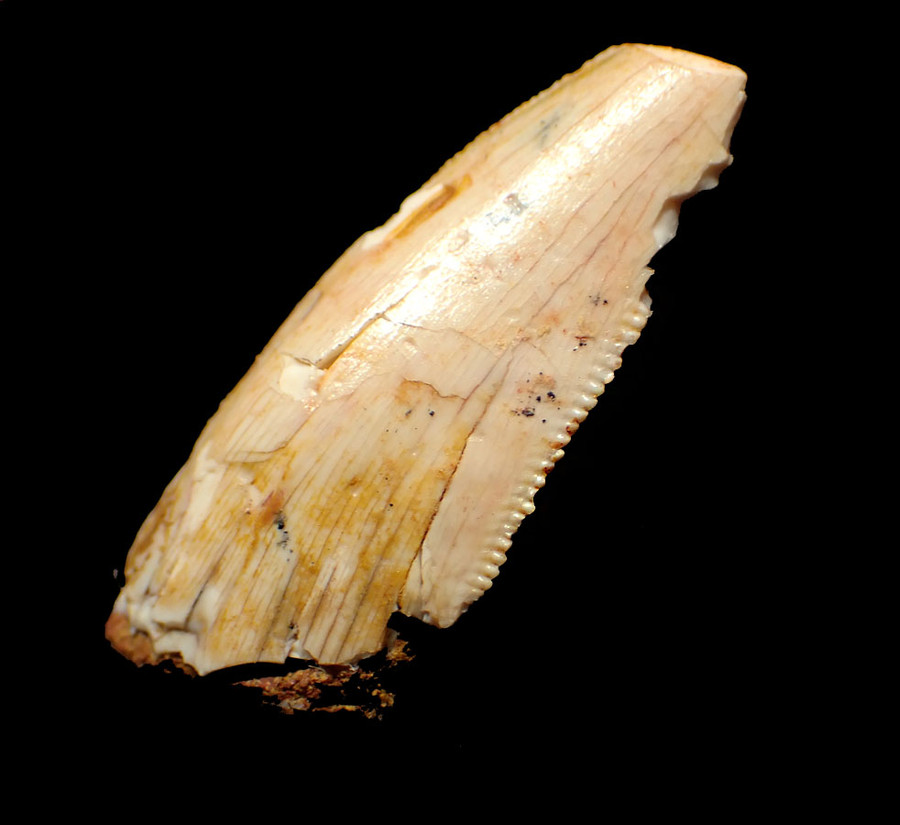 LARGE WHITE DROMAEOSAUR " RAPTOR " DINOSAUR FOSSIL TOOTH *DT6-345 ...