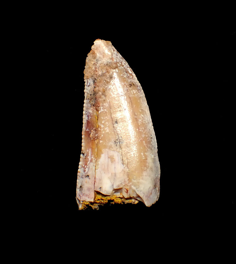 LARGE WHITE DROMAEOSAUR " RAPTOR " DINOSAUR FOSSIL TOOTH *DT6-343 ...