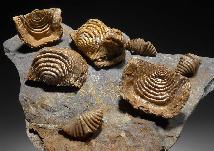 RARE DEVONIAN LEPTAENA AND MUCROSPIRIFER BRACHIOPOD FOSSIL FROM SITE OF ...