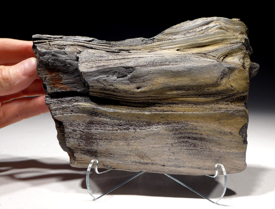 PETRIFIED LOG WITH AMAZING FOSSILIZED WOOD GRAIN AND PERMINERALIZED ...