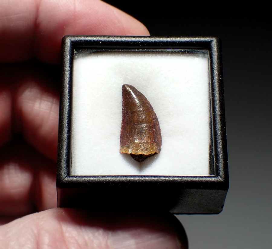 FINE QUALITY LARGE RAPTOR DROMAEOSAUR FOSSIL DINOSAUR TOOTH *DT6-384 ...