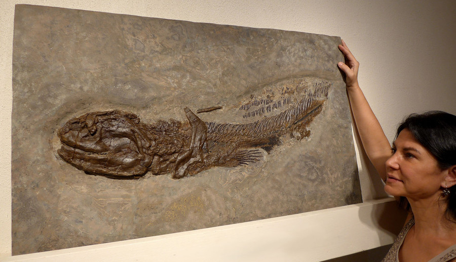LARGE PREHISTORIC SHARK FOSSIL PERMIAN ORTHACANTHUS BITTEN IN HALF FROM ...