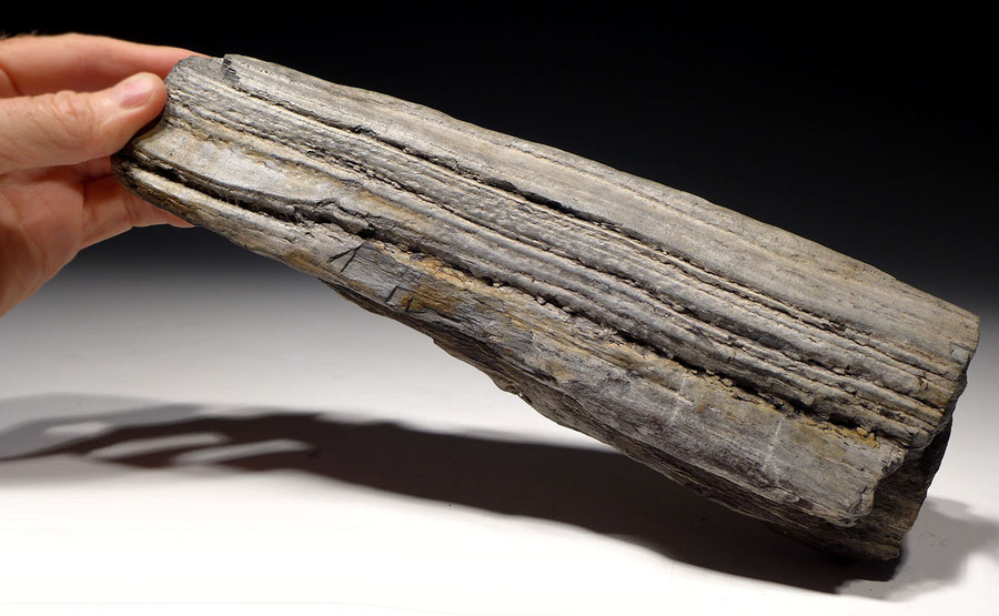 LARGE RARE PETRIFIED WOOD LOG FROM THE MIOCENE WITH NATURAL DETAIL ...