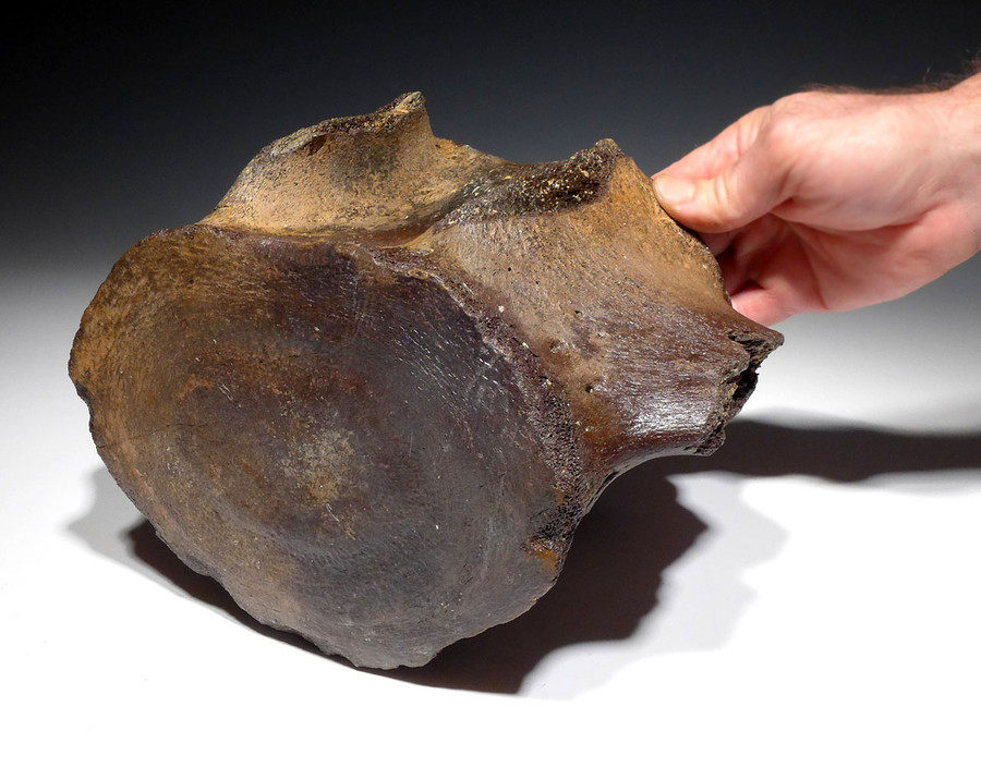 FOSSIL WHALE VERTEBRA MEGALODON BITE PREDATION FOSSILS